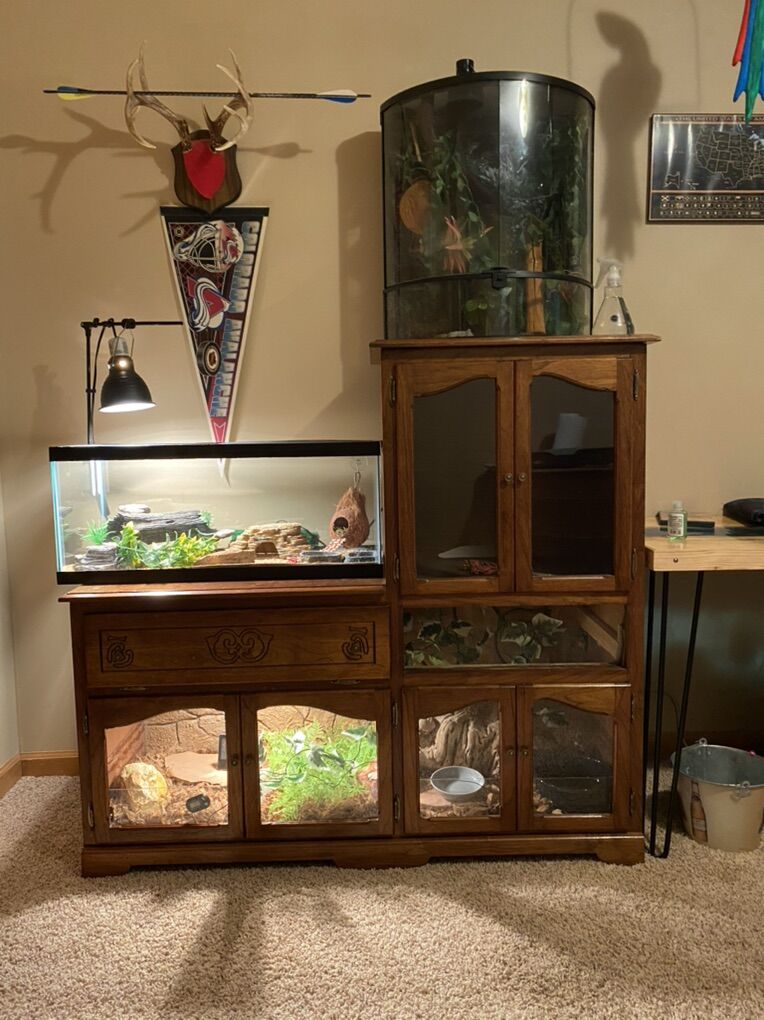 Blue Tongue Skink | Reptiles | KSL Classifieds