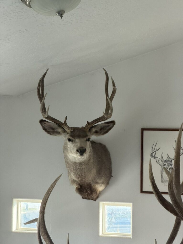 Elk And Deer Mounts | Skins and Taxidermy Mounts | KSL Classifieds