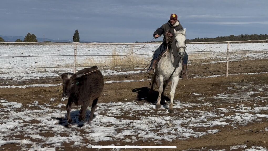 Fun Ranch Gelding! | Horses | KSL Classifieds