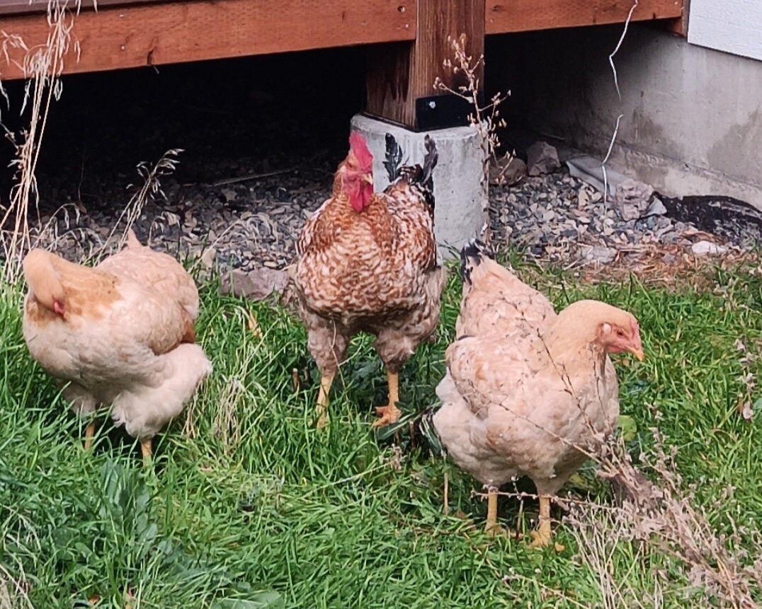3 Freedom Ranger Chickens | Poultry and Gamebirds | KSL Classifieds