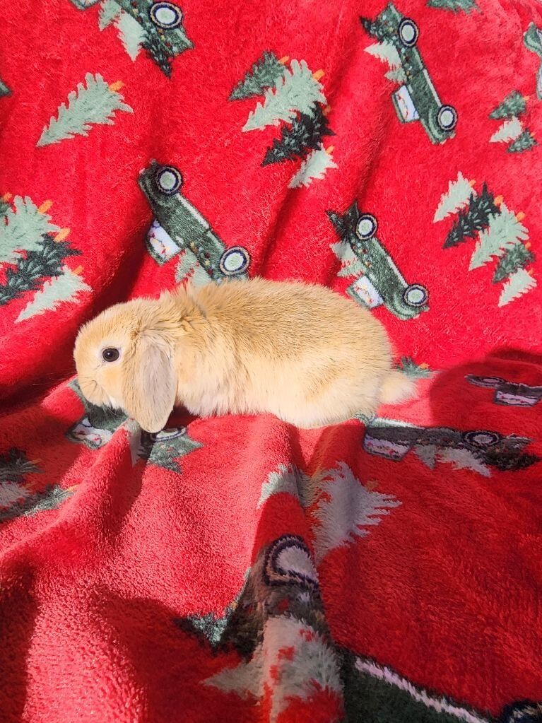 Purebred VM Fawn Doe Holland Lop | Rabbits | KSL Classifieds
