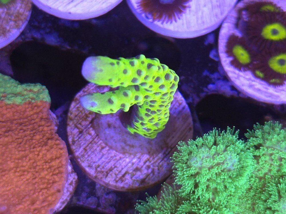 SPS frags | Fish | KSL Classifieds