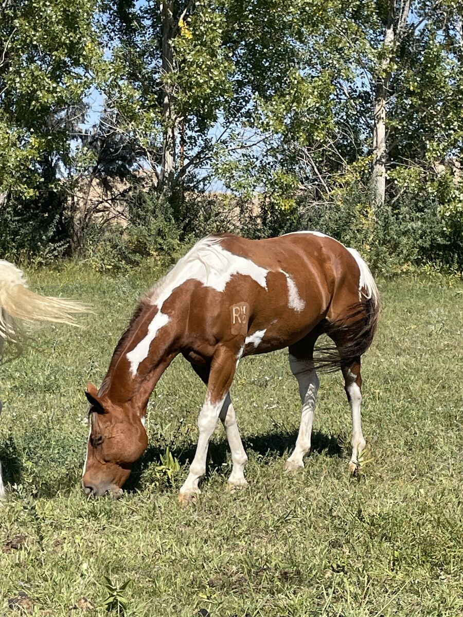 Showdown is a 10 year old registered paint gelding | Horses | KSL ...