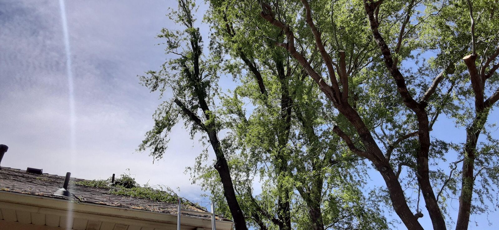 "YOUR TREES ARE MY CANVAS" *TREE TRIMMING*Odd Jobs | Landscape ...