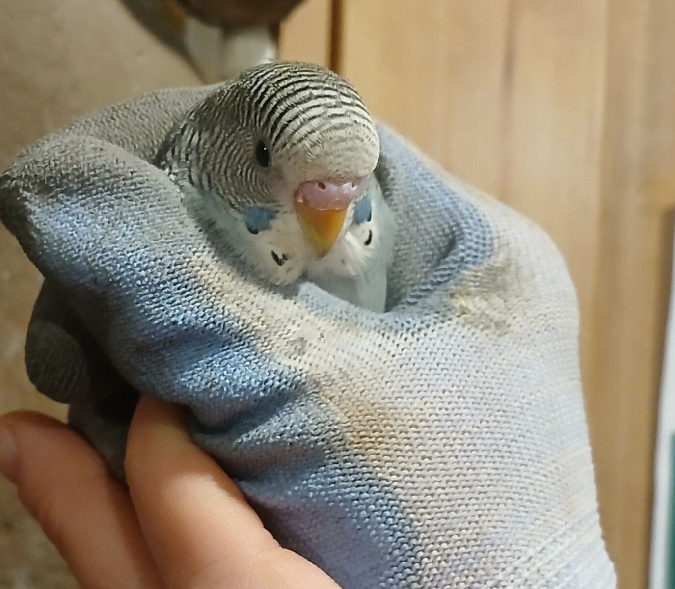 Baby parakeet | Birds | KSL Classifieds