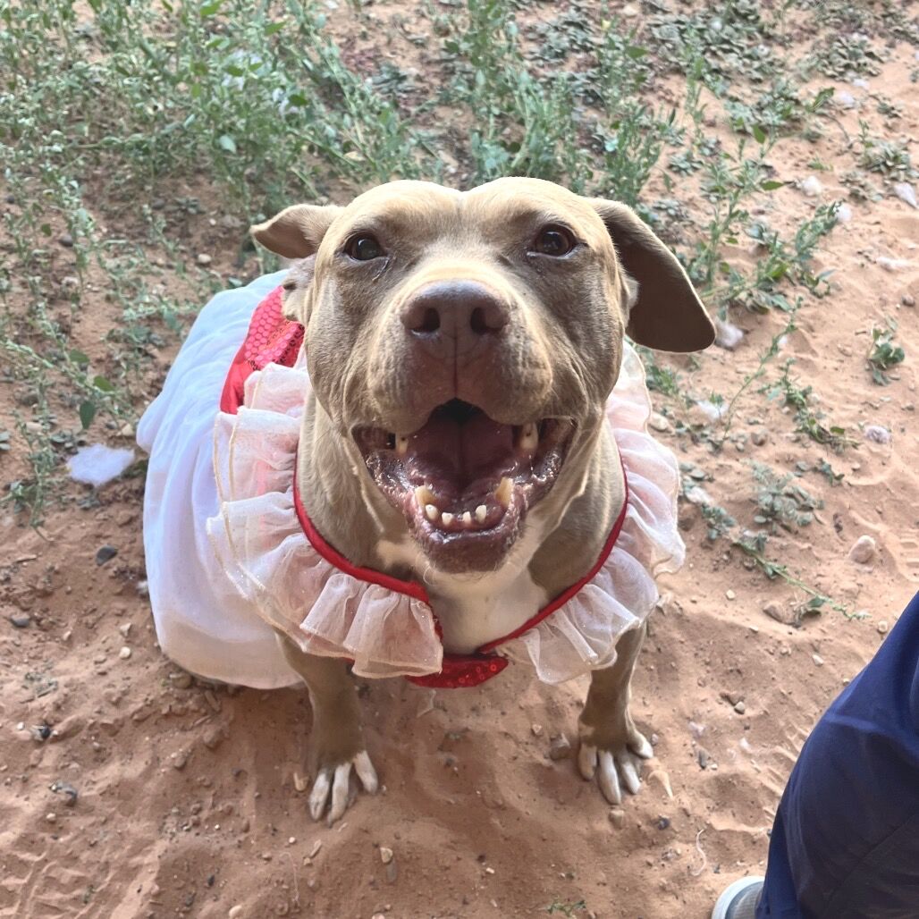 Hello my name is Queen Bee | Dogs | KSL Classifieds