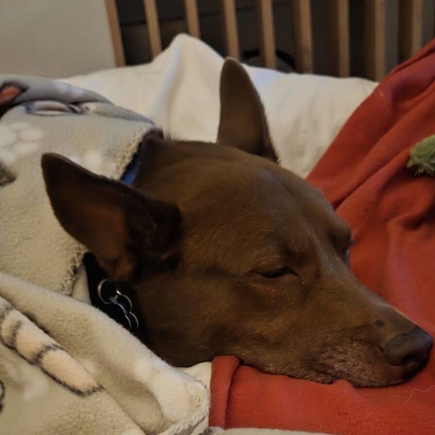 Hello my name is Chai | Dogs | KSL Classifieds