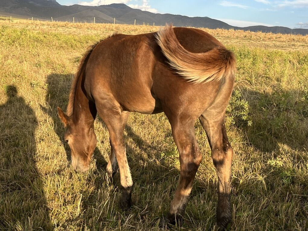 Half Draft Brbant Hancock | Horses | KSL Classifieds