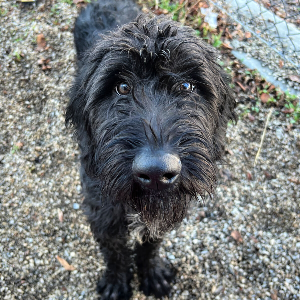 Asher | Dogs | KSL Classifieds