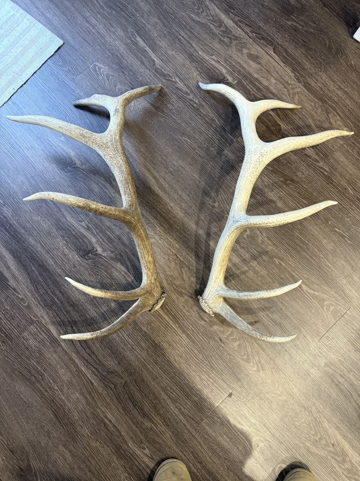 6x6 elk sheds | Skins and Taxidermy Mounts | KSL Classifieds
