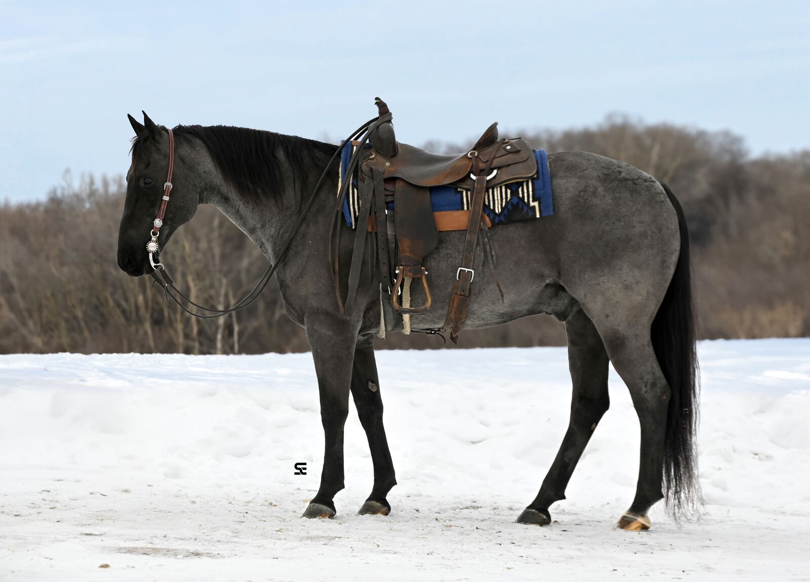 TRUE Blue Roan Gelding for THE WHOLE FAMILY! | Horses | KSL Classifieds
