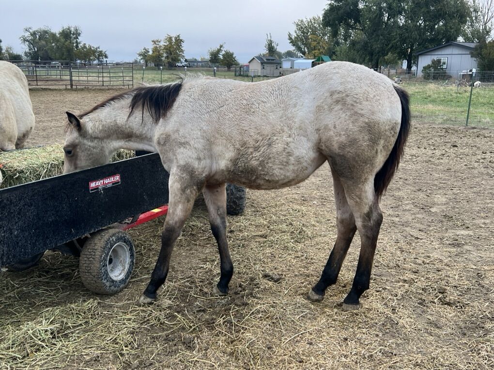 2025 Buckskin Roan AQHA Filly | Horses | KSL Classifieds
