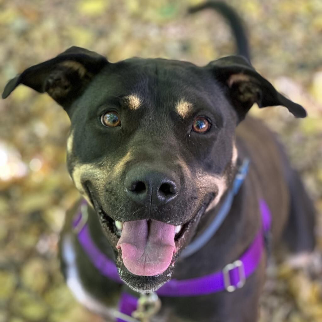 Hello my name is Virginia | Dogs | KSL Classifieds