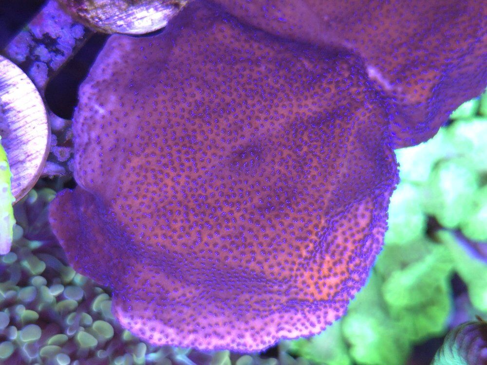 SPS frags | Fish | KSL Classifieds