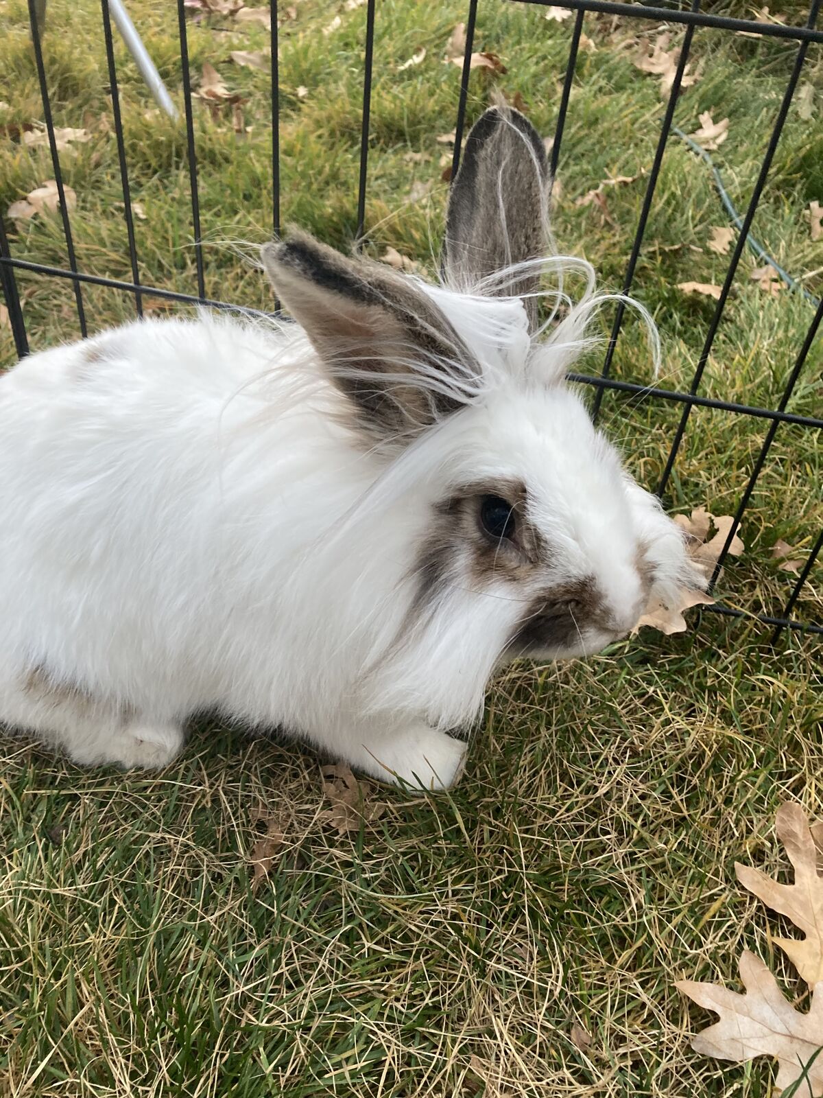 Super cute lionhead Rex bunny for sale 🥰 | Rabbits | KSL Classifieds
