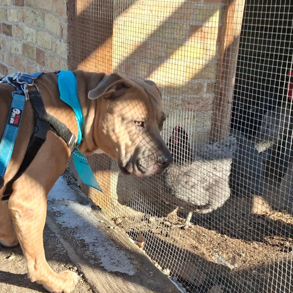 Hello my name is Ruger | Dogs | KSL Classifieds