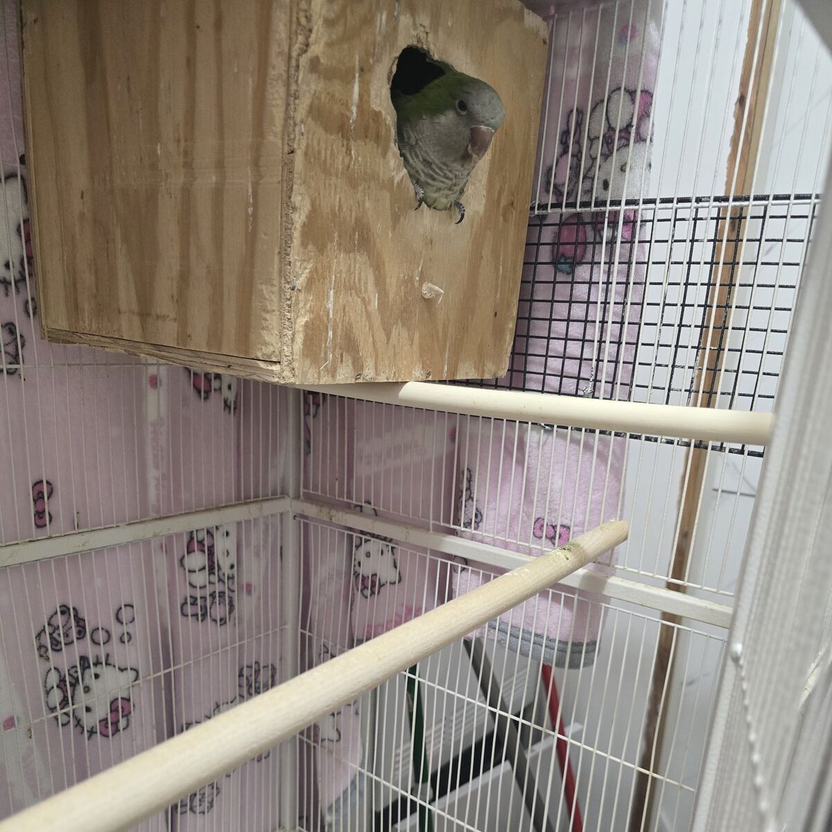 birds | Pets | ksl.com