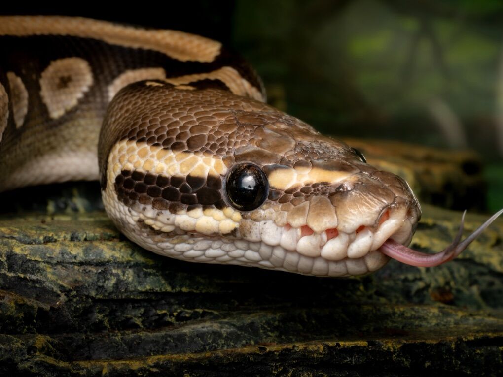 Ball python | Pets | ksl.com