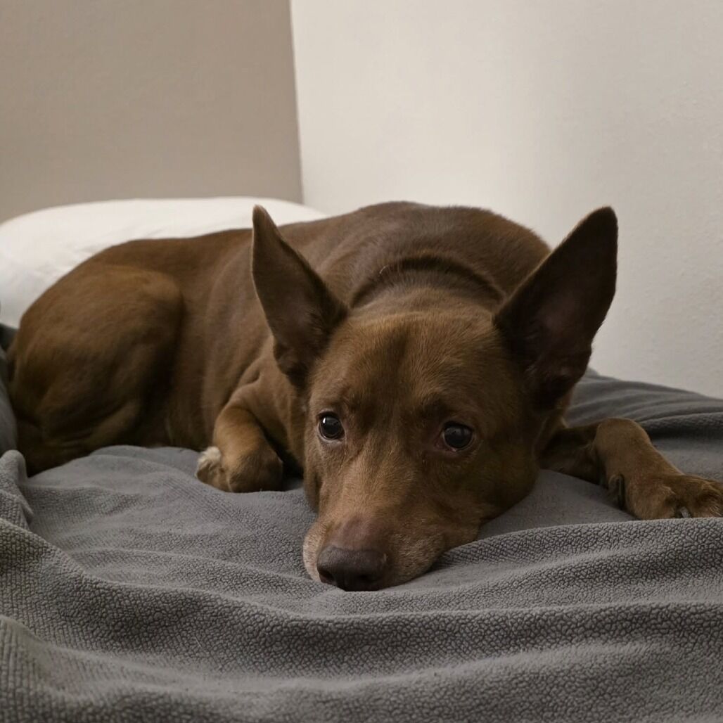 Hello my name is Chai | Dogs | KSL Classifieds