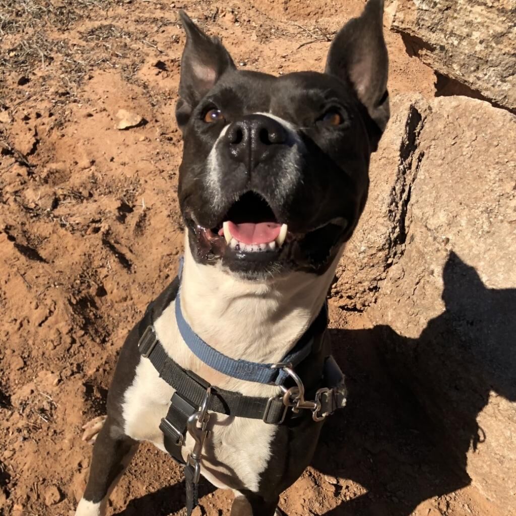 Hello my name is Tequila Rose | Dogs | KSL Classifieds