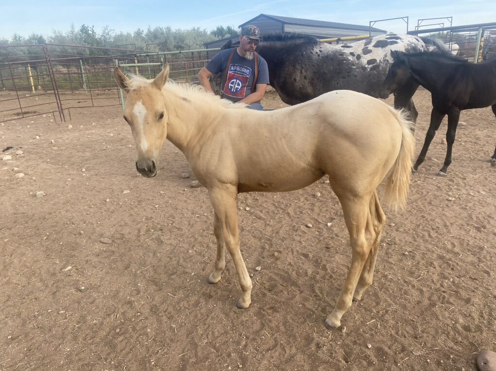 Weanling Pony Filly | Horses | KSL Classifieds