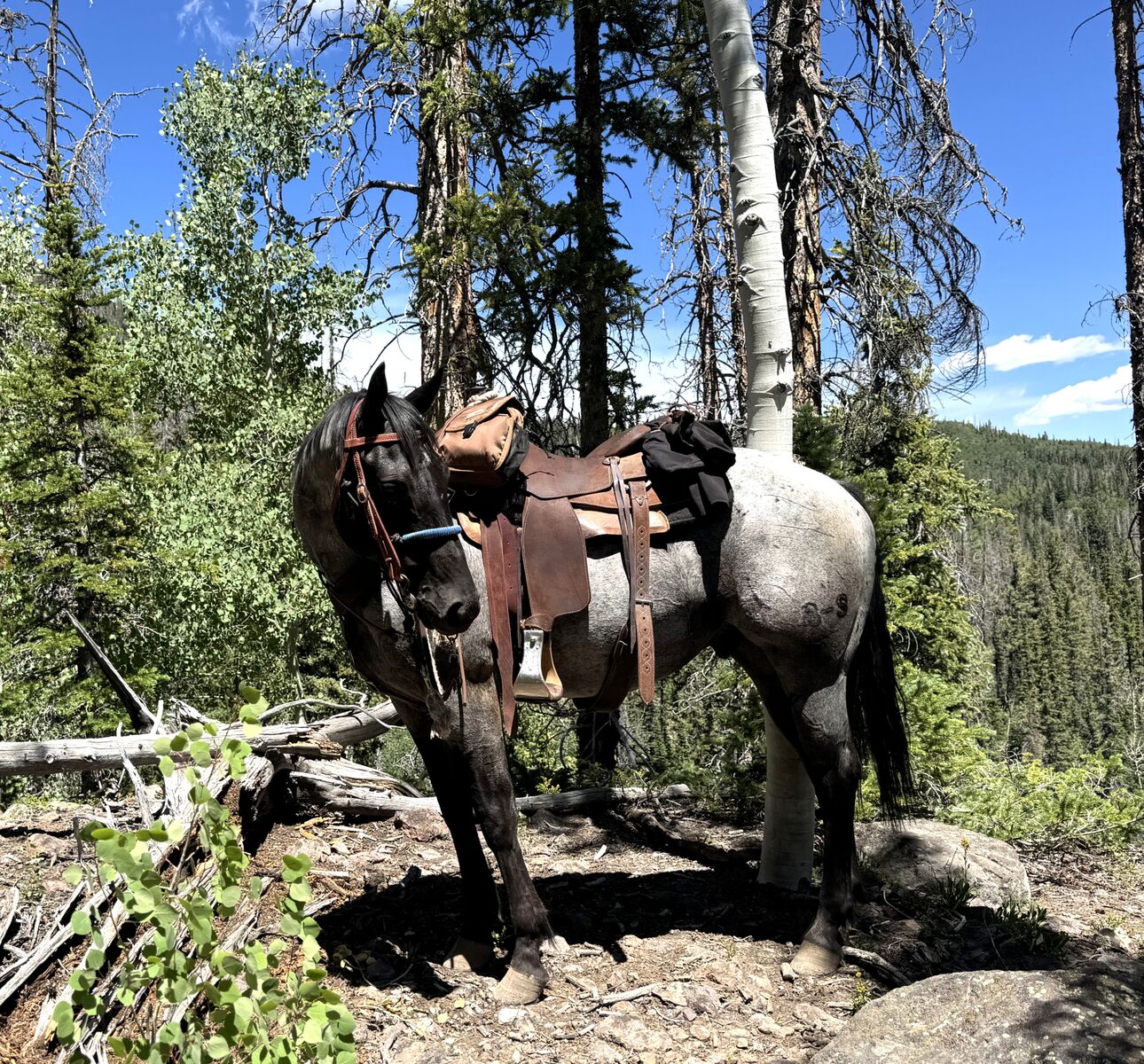2022 AQHA Gelding | Horses | KSL Classifieds