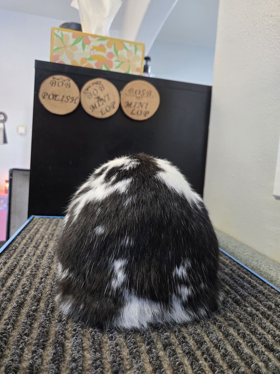 Friendly mini lop boy | Rabbits | KSL Classifieds