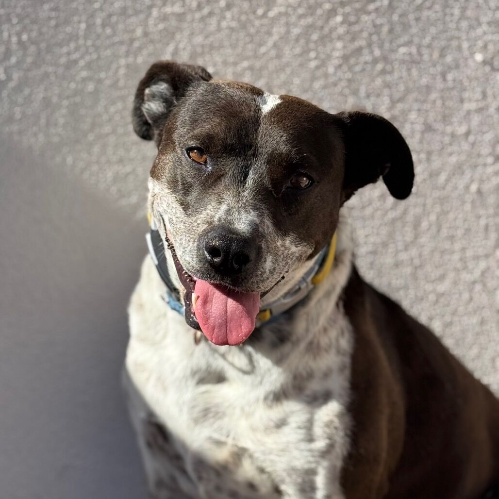 Hello my name is Didgeri | Dogs | KSL Classifieds