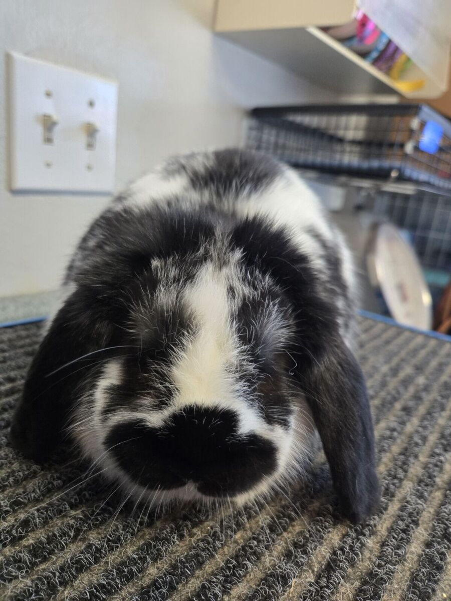 Friendly mini lop boy | Rabbits | KSL Classifieds