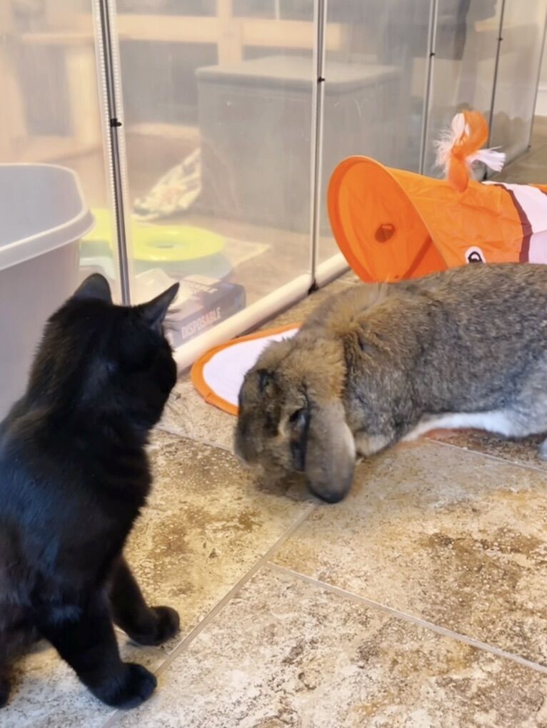 Super Sweet Lop | Rabbits | KSL Classifieds