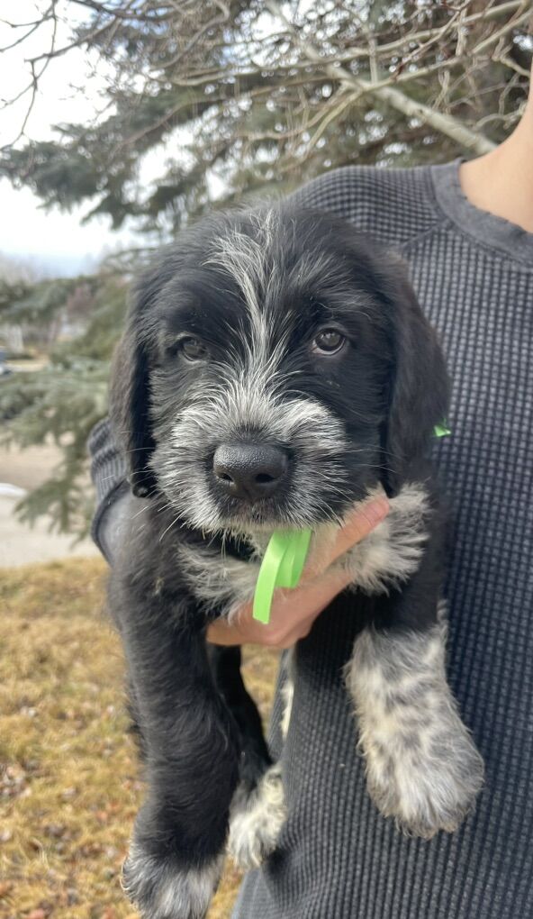 Bernegriffons | Dogs | KSL Classifieds