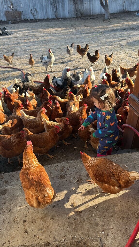 Fresh Egg Daily | Other | KSL Classifieds