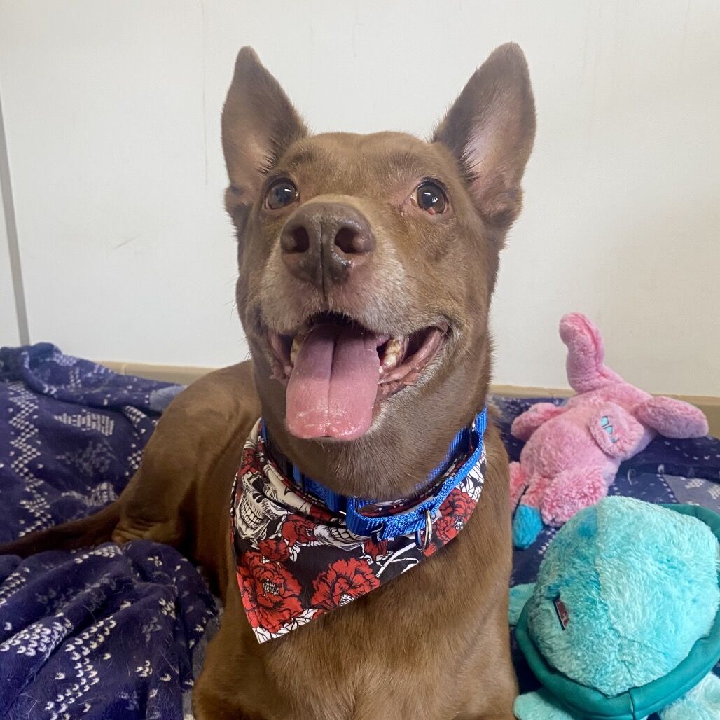 Hello my name is Chai | Dogs | KSL Classifieds