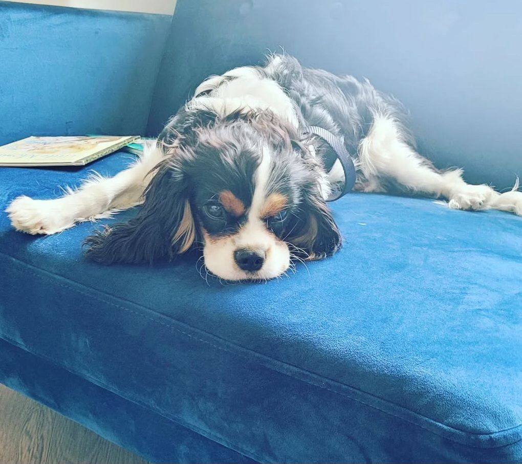 King Charles Cavalier | Dogs | KSL Classifieds