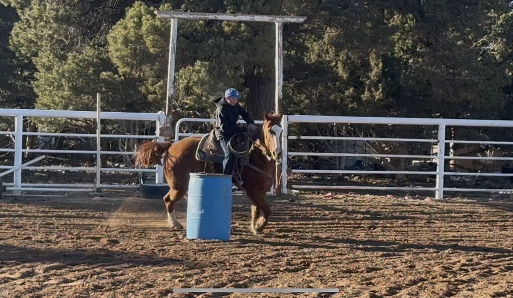 Very Solid Broke Gelding! | Horses | KSL Classifieds
