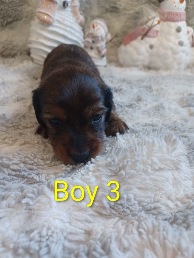 AKC Miniature Dachshund Puppies 2 Left | Dogs | KSL Classifieds