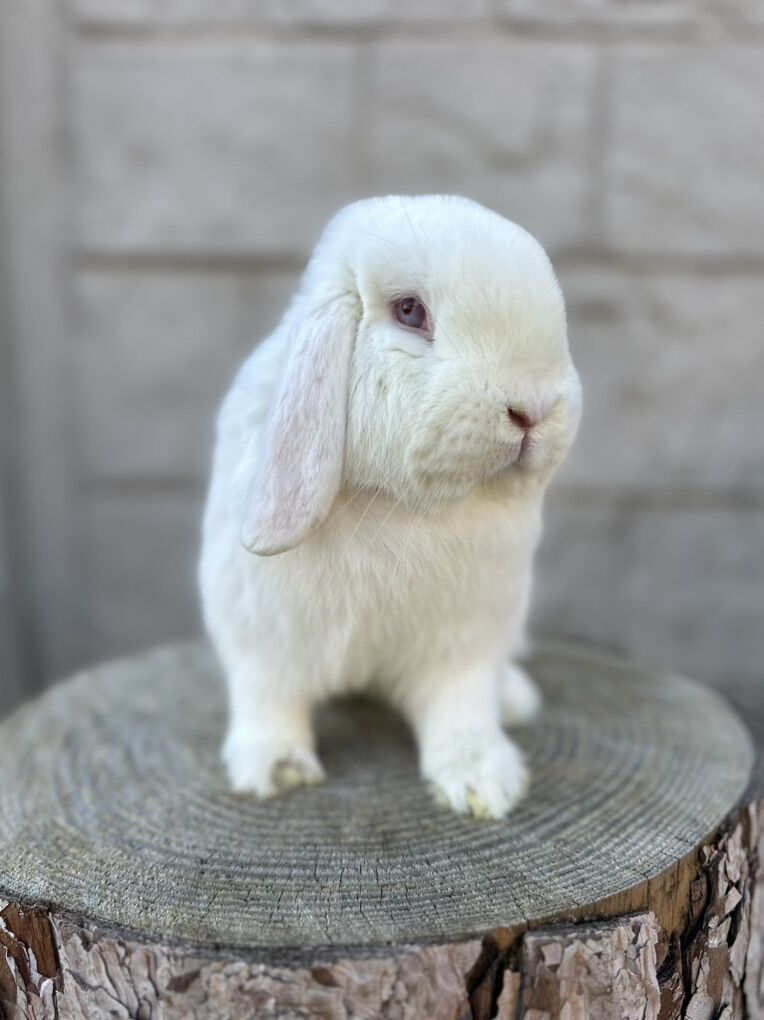 Holland Lop Male Red Eyes | Rabbits | KSL Classifieds