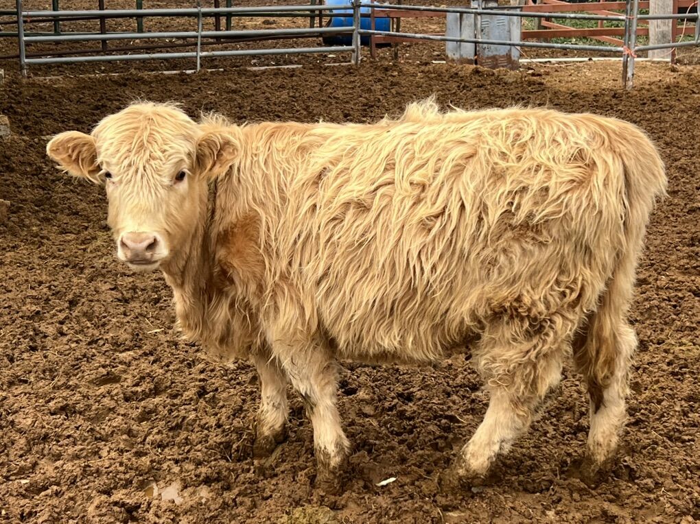 9month Old Scottish Highland Heifer | Cattle | KSL Classifieds