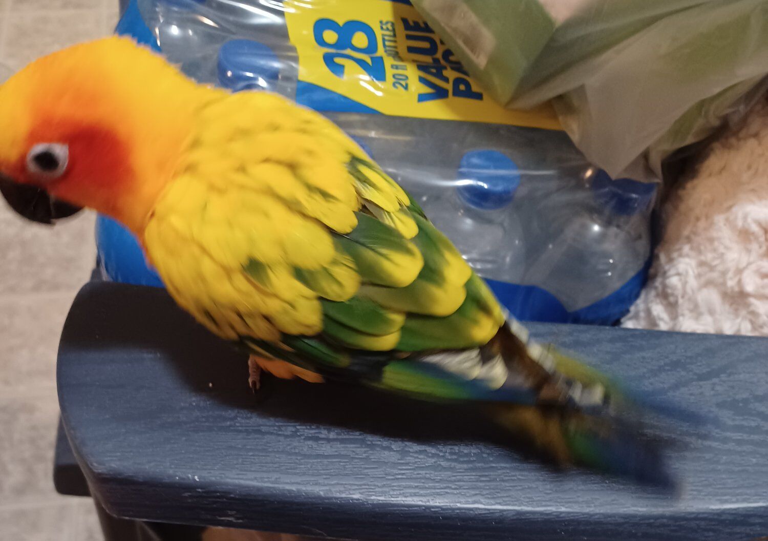 Sun Conure | Poultry and Gamebirds | KSL Classifieds