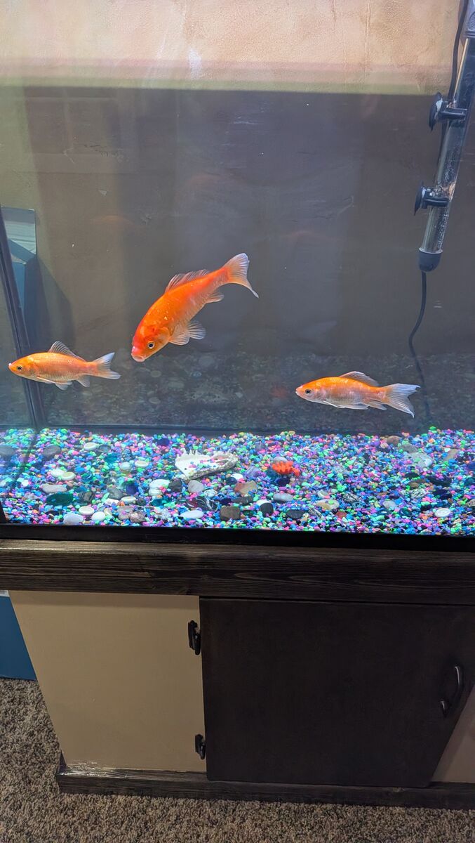 Gold Fish | Fish | KSL Classifieds