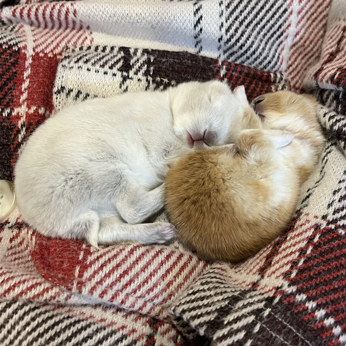 Adorable Baby Bunnies (Merry Christmas!) | Rabbits | KSL Classifieds