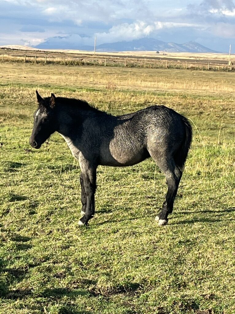 Blue Roan Draft Cross | Horses | KSL Classifieds