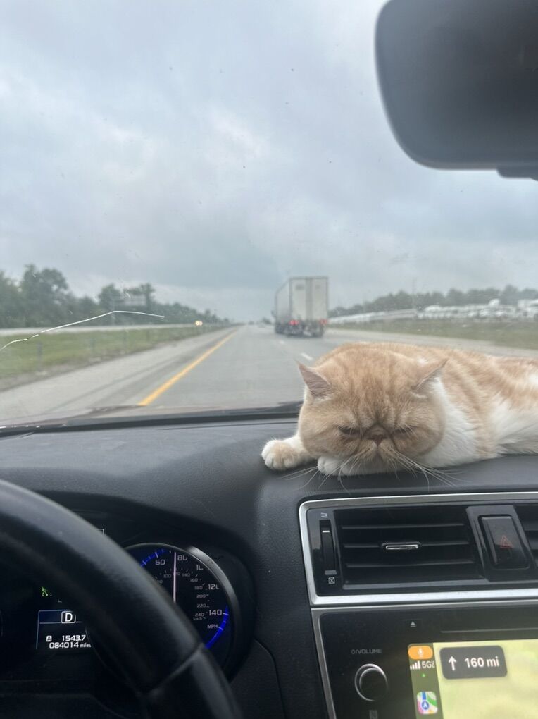 Exotic Shorthair | Cats | KSL Classifieds