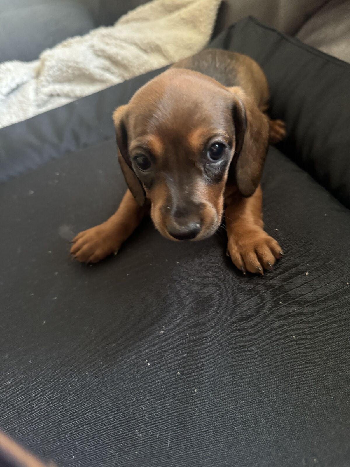 Miniature dachshunds | Dogs | KSL Classifieds