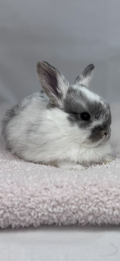 Baby Bunny - Broken Merle - Buck | Rabbits | KSL Classifieds