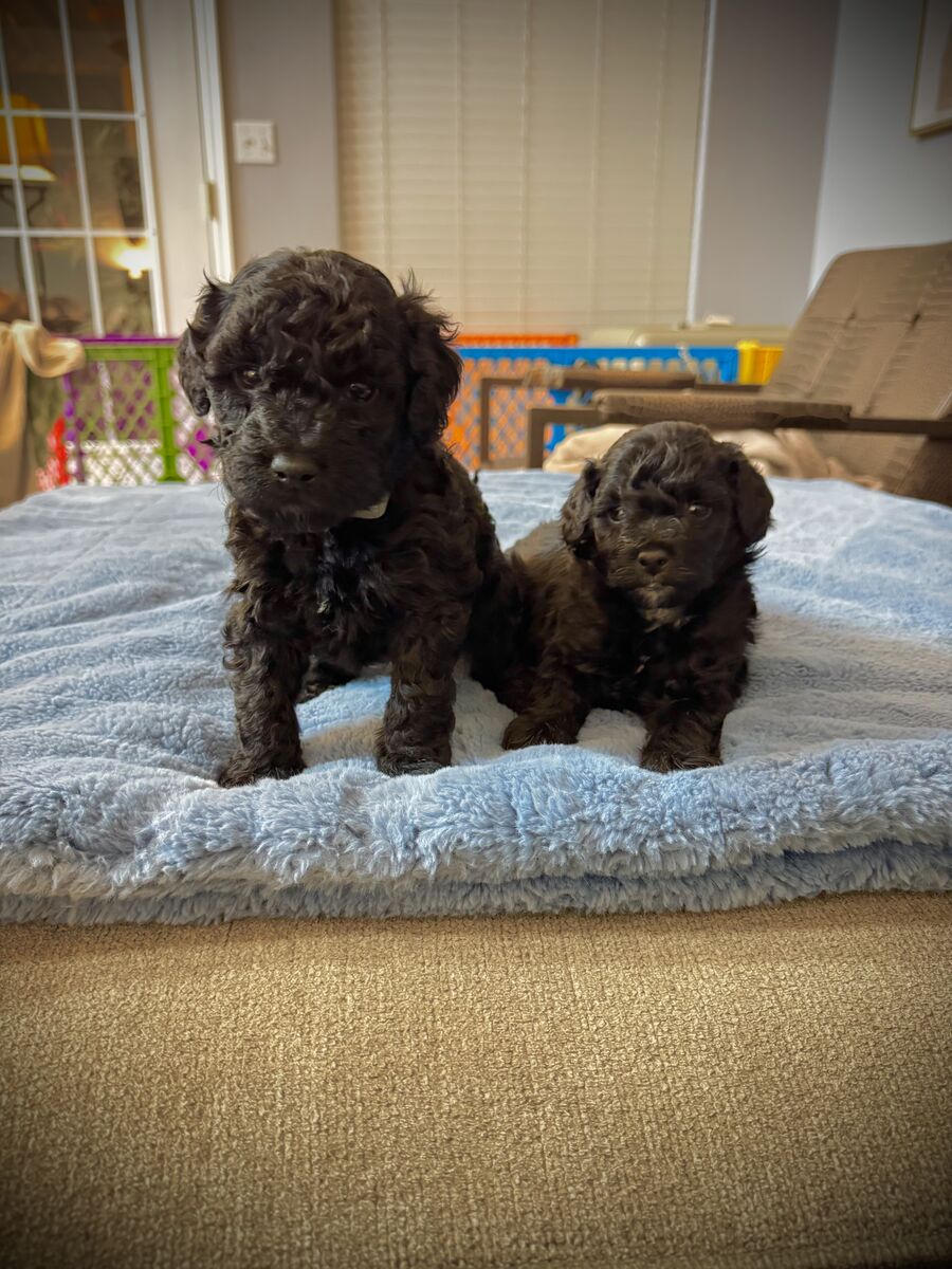 Mini Aussie Doodle Puppies | Dogs | KSL Classifieds