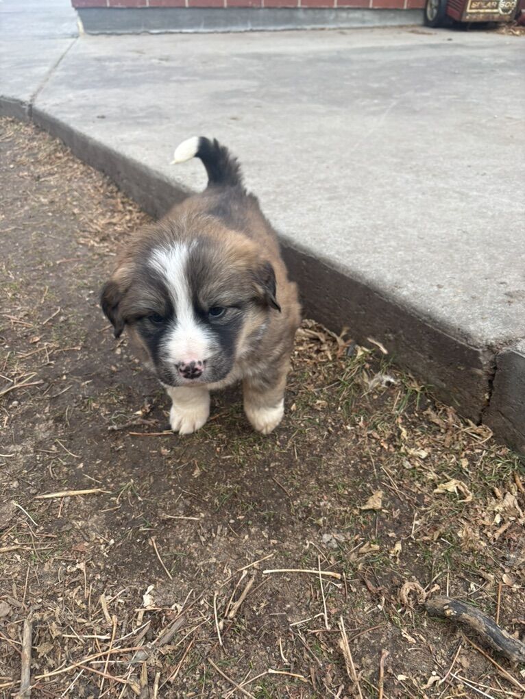 Great Pyrenees Mixed Puppies | Dogs | KSL Classifieds