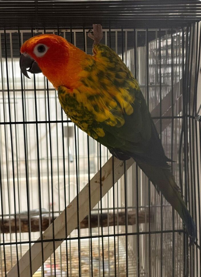 Handfeeding Sun And Green Cheeked Conures | Birds | KSL Classifieds