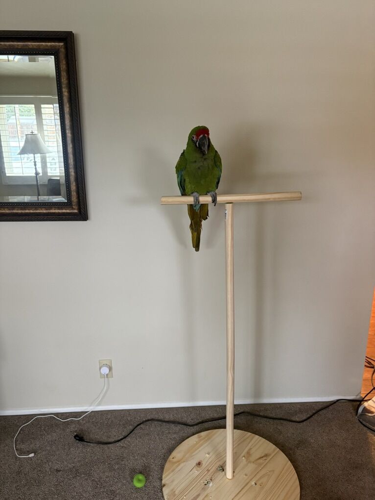 Military Macaw | Birds | KSL Classifieds