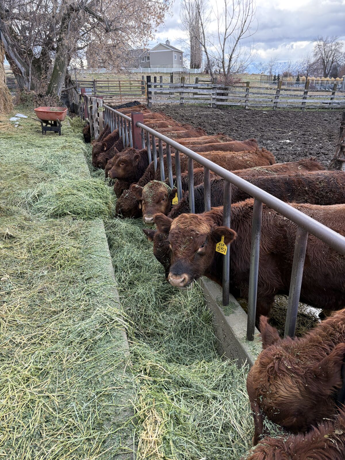 20 Red Angus Bull Calves | Cattle | KSL Classifieds